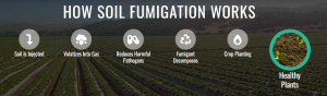 Soil Fumigation: Helping to Overcome Destructive Crop Pests – TriCal, Inc.